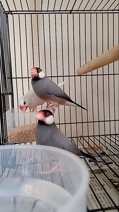 Java sparrows | Java Finch | Java birds | White javafinch. #cute #javafinch - YouTube