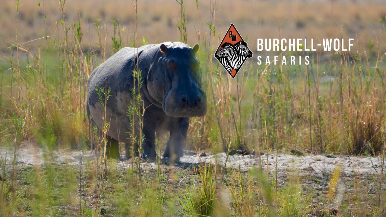 Hunting dangerous game in Namibia with Burchell - Wolf Safaris - YouTube
