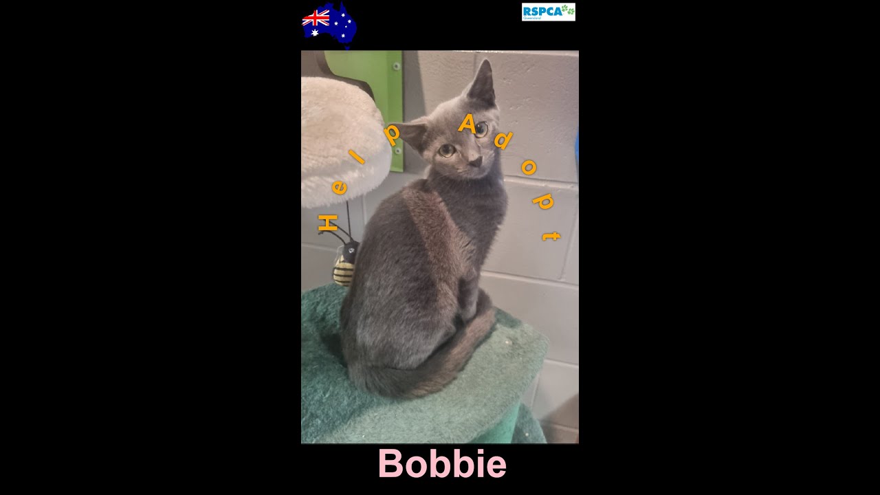 🐾Help adopt Bobbie! Cat / Australia / Gympie / RSPCA Queensland🐾 - YouTube