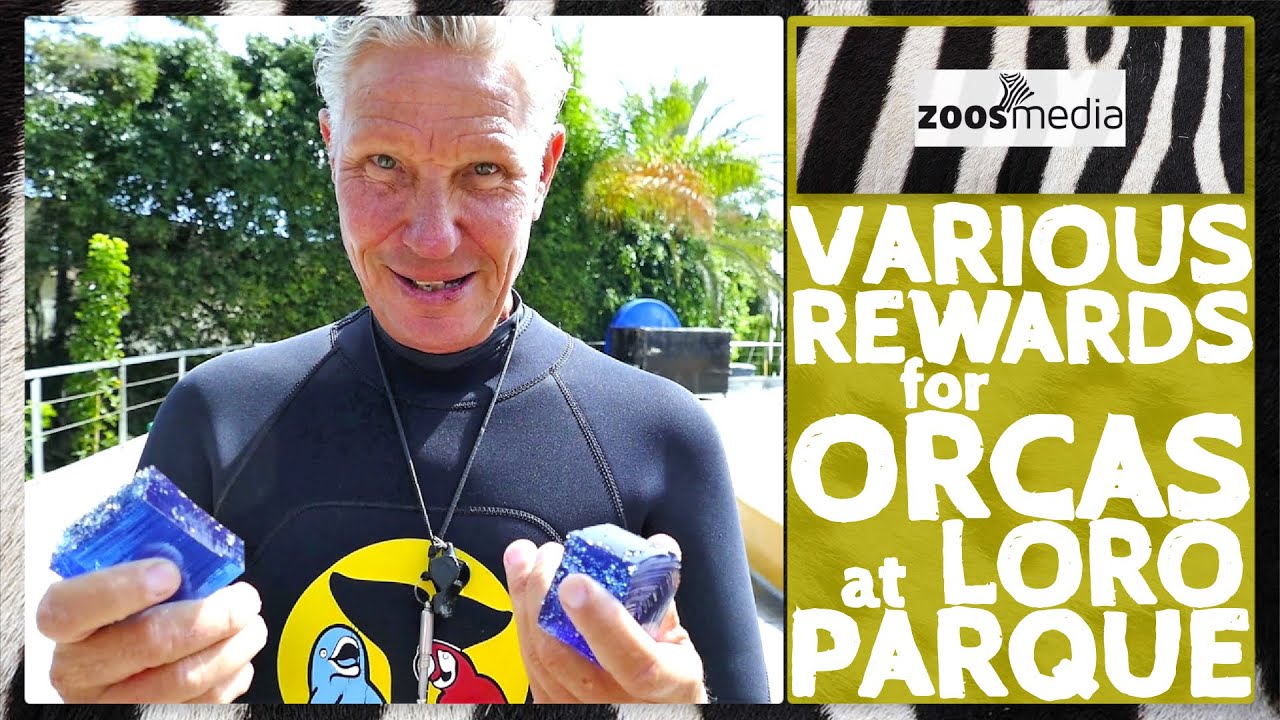 Loro Parque ORCAS: Verschiedene Belohnungen beim Training | zoos.media ...