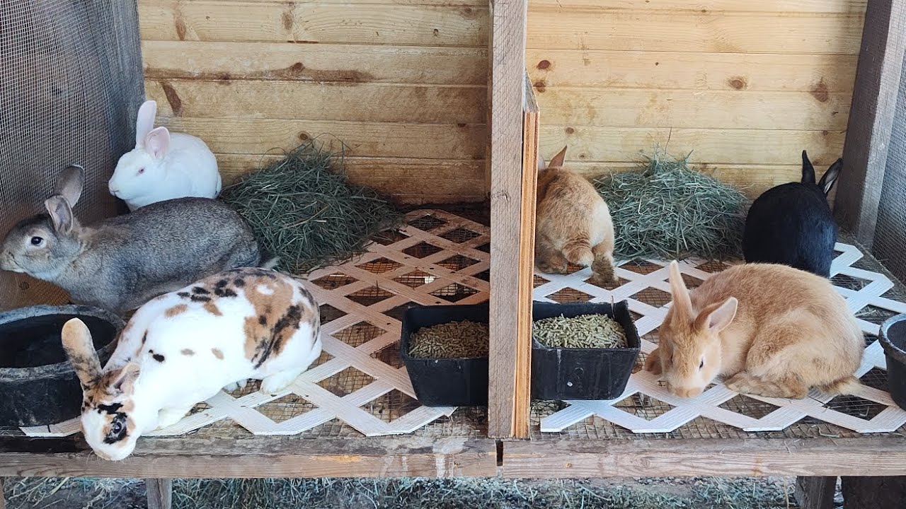 Preparing the Rabbits For Our Move #farmlife #homestead #rabbit # ...