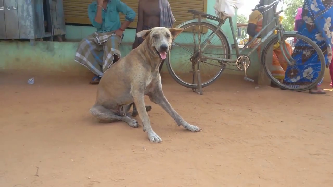 mandai dog 15 year old ramanathapuram indian dog breed - YouTube