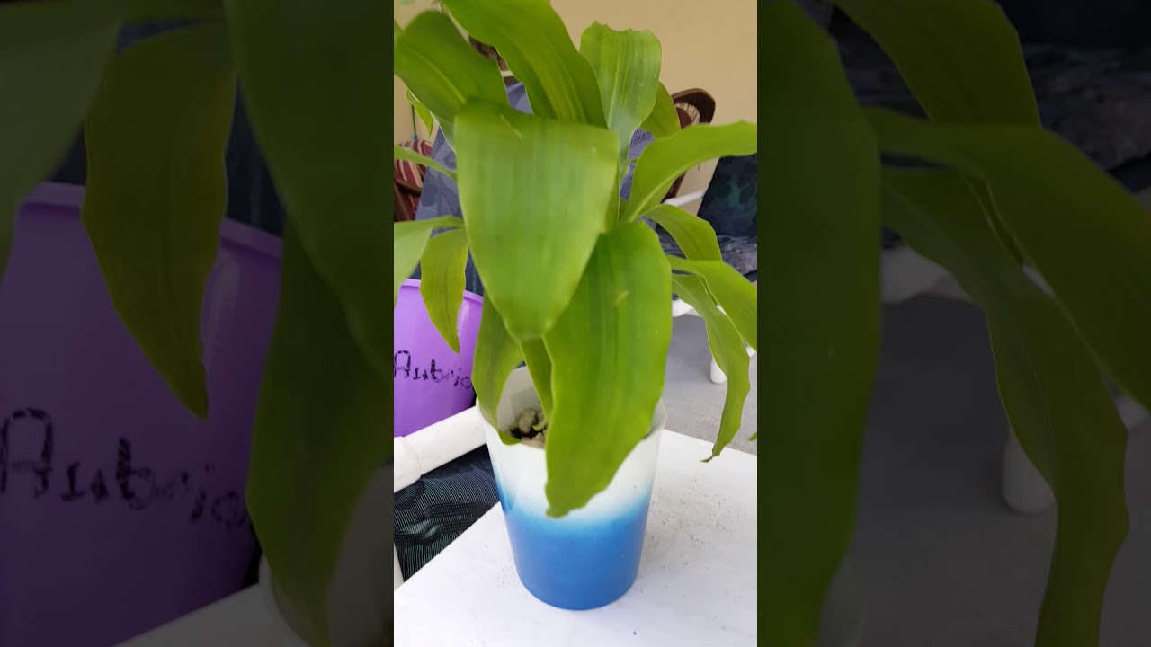 Learn How To Successfully Propagate Corn Plant AKA Draceana Massangeana ...