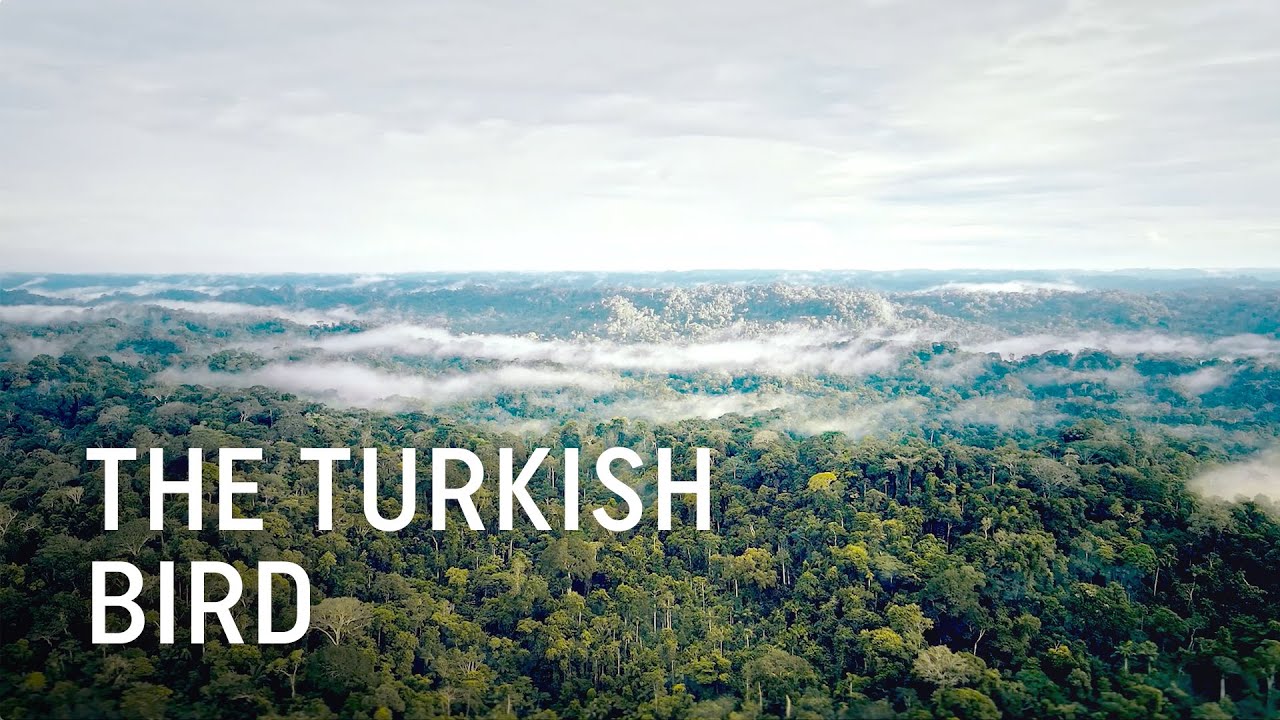 The Turkish Bird - Turkish Airlines - YouTube