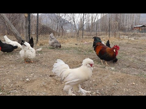 Huzurlu Bir Tavuk Sürüsü
