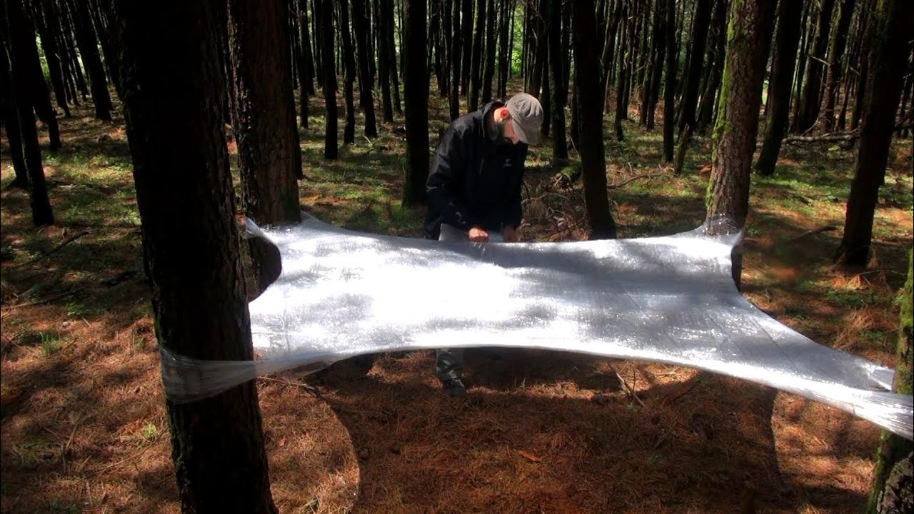 Building a spider web-like shelter on a tree trunk - YouTube