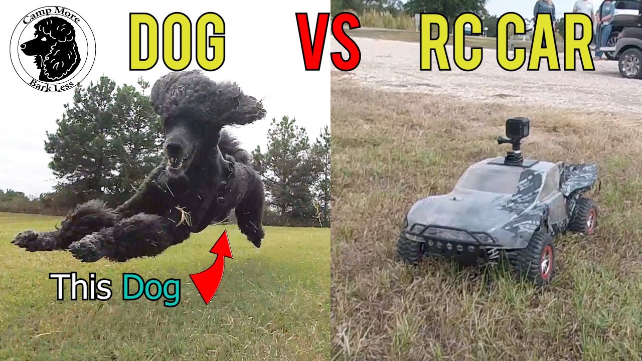 Dog vs RC Car - 1st leg of RV trip to California - Camp More Bark Less ...