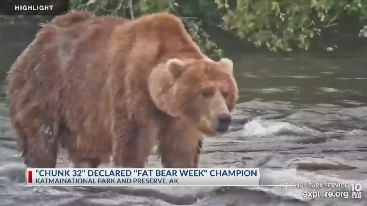 "Chunk 32" declared winner of "Fat Bear Week" - YouTube