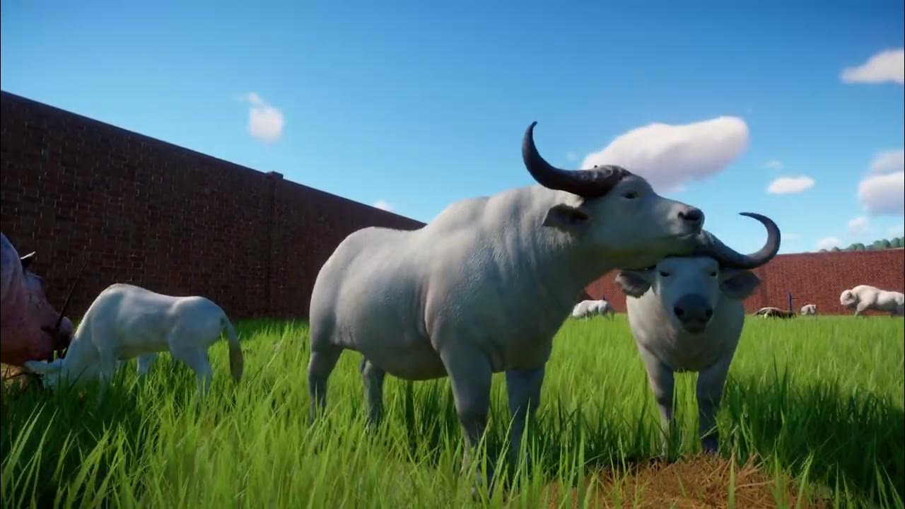 Albino African Buffalo | Planet Zoo Animals - YouTube