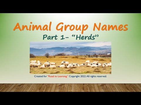 Animal Group Names (Part 1- Herds)- Collective Names for Animals- Road ...