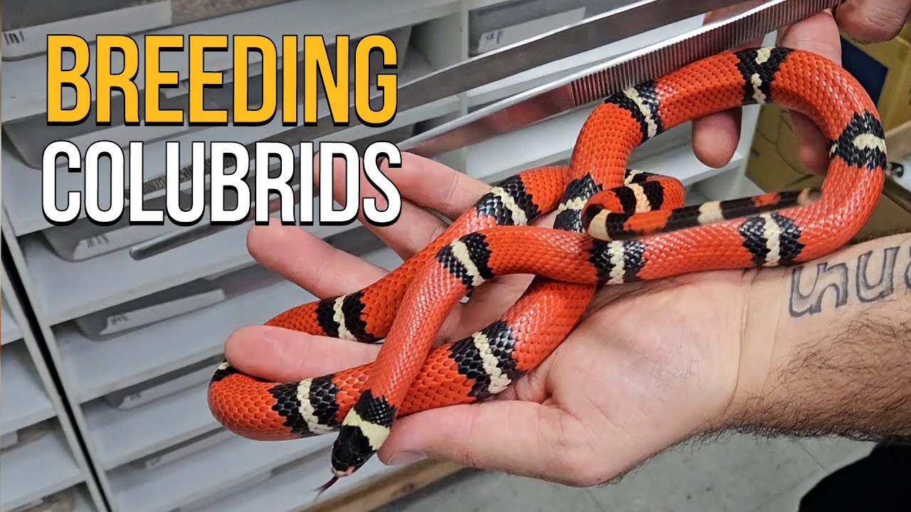 BREEDING COLUBRIDS - PREPARATION BEFORE HIBERNATION - YouTube