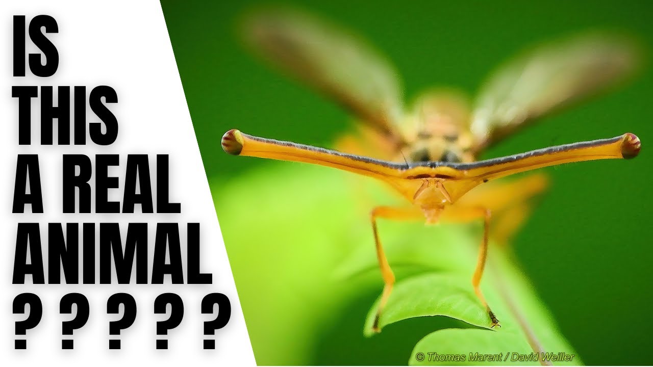 Is This A Real Animal? Meet The Hammerhead Fly 👀 - Video by Thomas ...