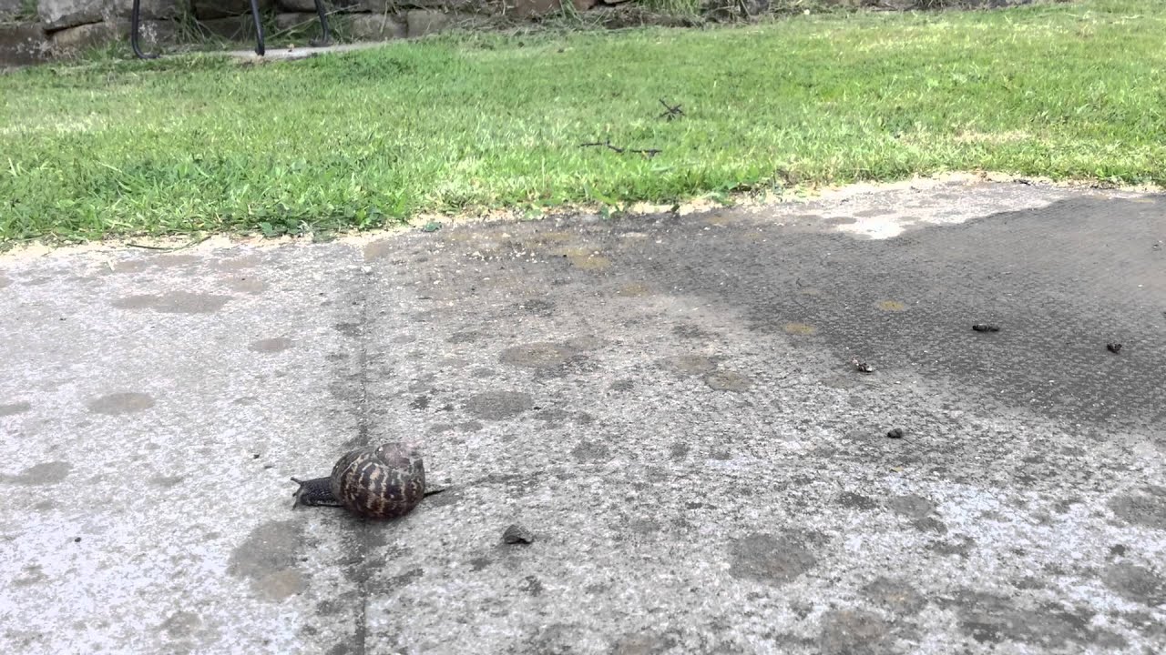 Brian the Snail - YouTube
