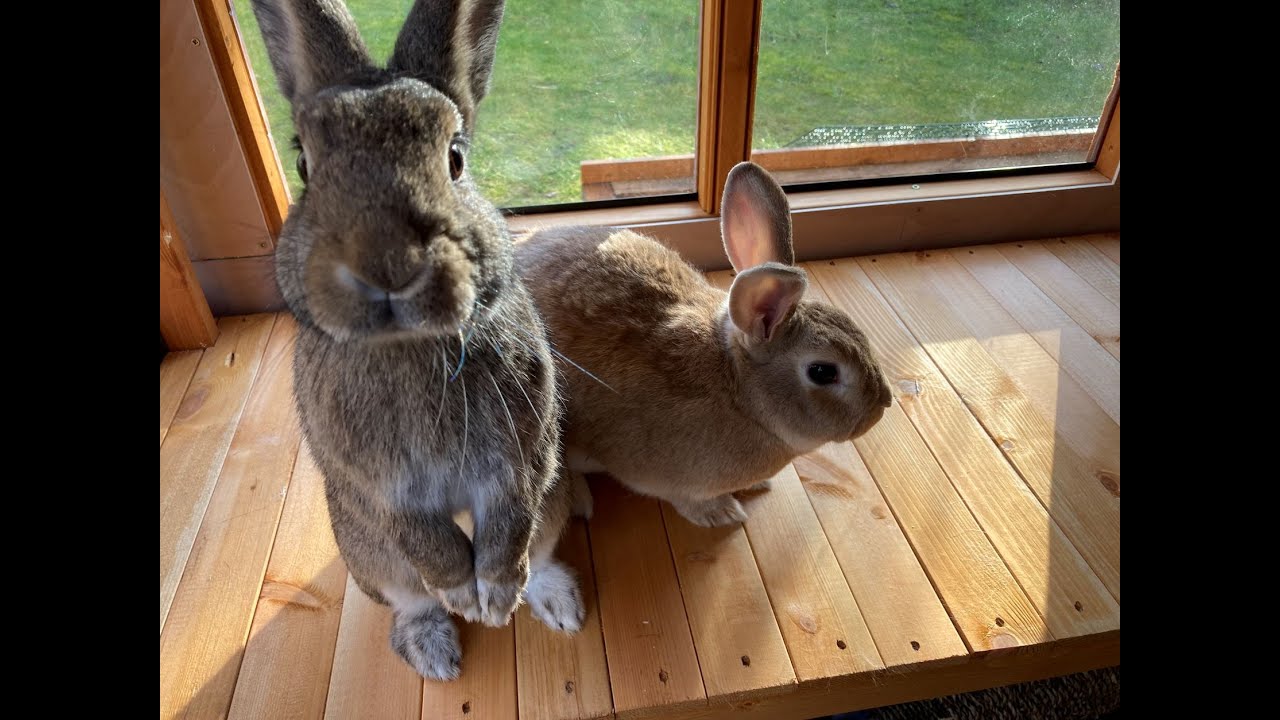 How to Do Rabbit Bonding Video - A Sucsess story - YouTube