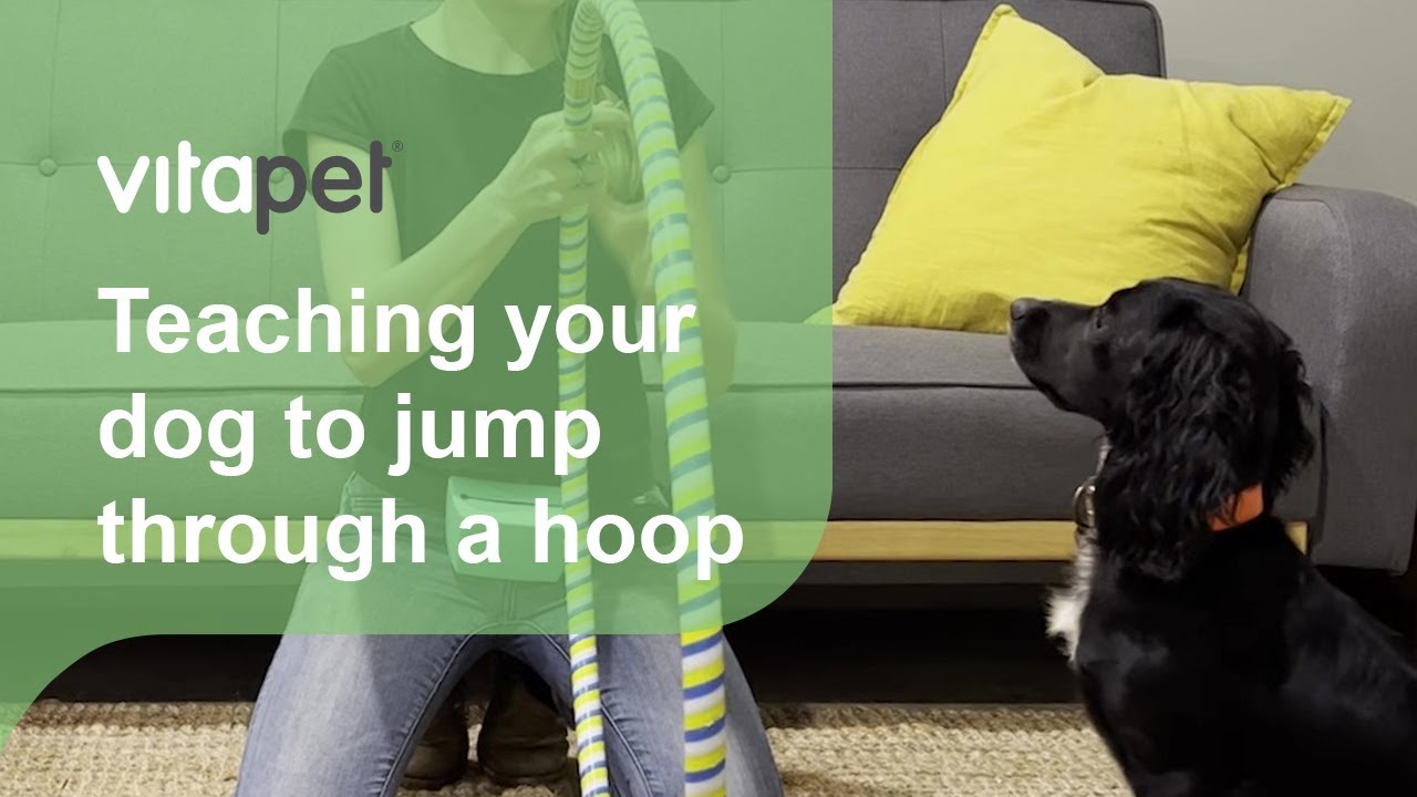 How to Teach your Dog to Jump through a Hoop - YouTube