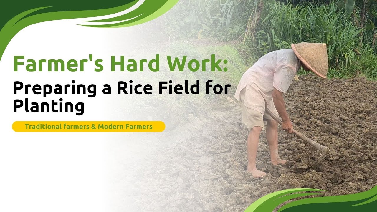Farmer's Hard Work: Preparing a Rice Field for Planting, FarmersLife ...