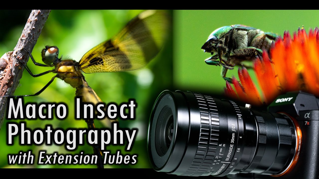 Macro Insect Photography with Macro Extension Tubes - YouTube