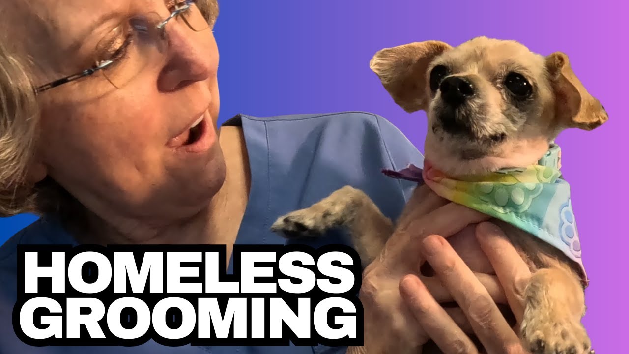 Grooming This Matted Little Dog | Yorkie | Ralphie - YouTube