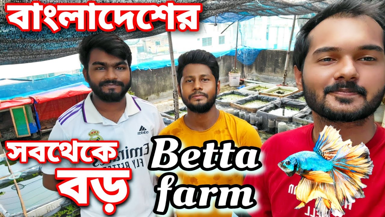 Biggest Betta Farm of Bangladesh | রোমান ভাইয়ের বেটা ফার্ম | Just ...