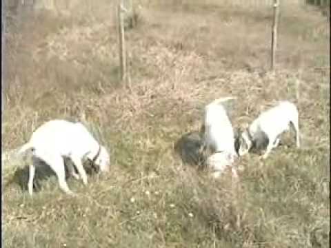 ΠΟΡΣΕΛΕΝ ΣΤΟ ΚΥΝΙΓΗ ΤΟΥ ΛΑΓΟΥ 2.wmv - YouTube