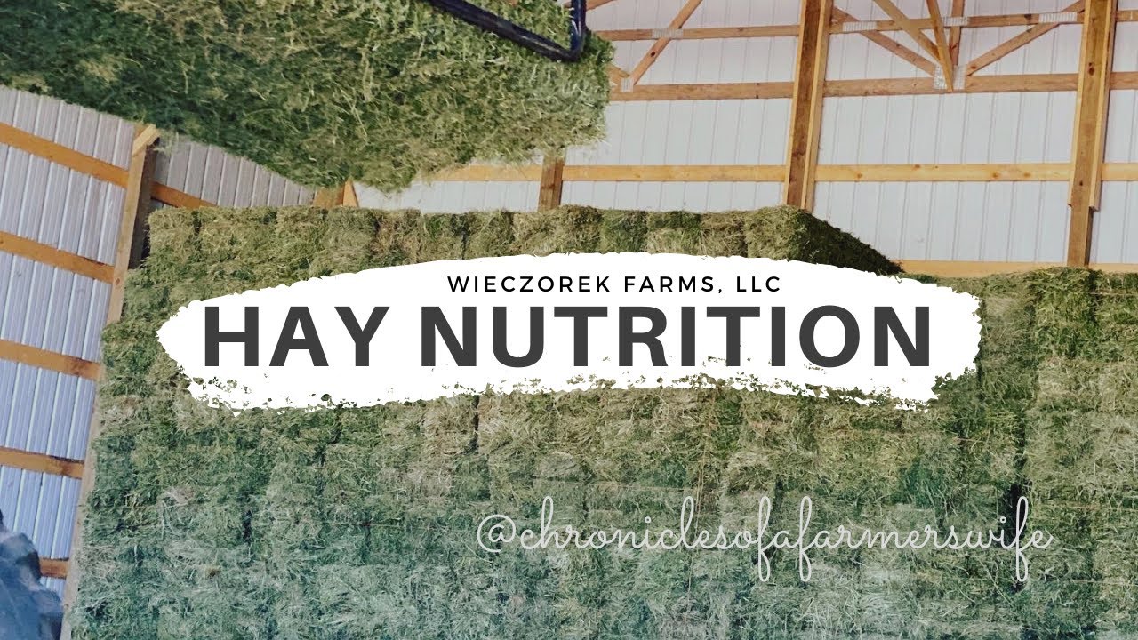 Let’s talk Hay Nutrition - Cattle to Equine to Alfalfa & Grass Mix | # ...