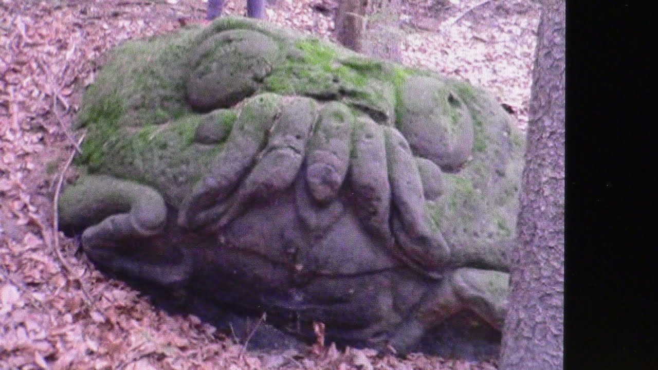 Yale Univ Asks if these Bizarre Creatures are from a Failed ...