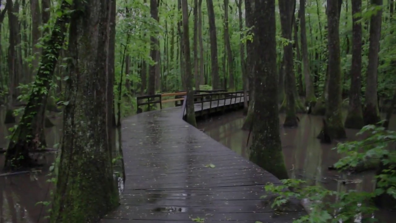 Virtual Hike (Walking Through a Swamp After Thunderstorm) Forest Sounds ...