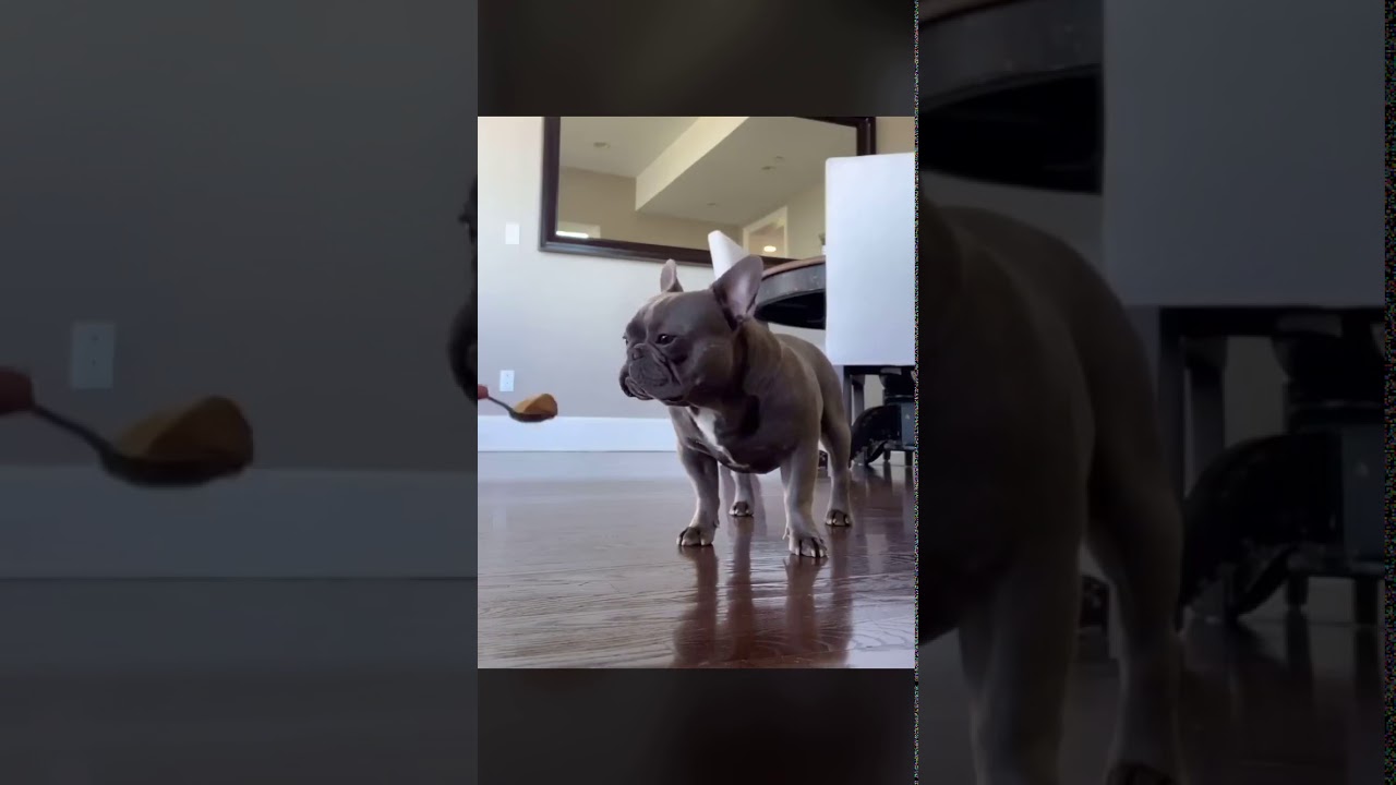 Megan Thee Stallion Does Peanut Butter Challenge With Her Dog - YouTube