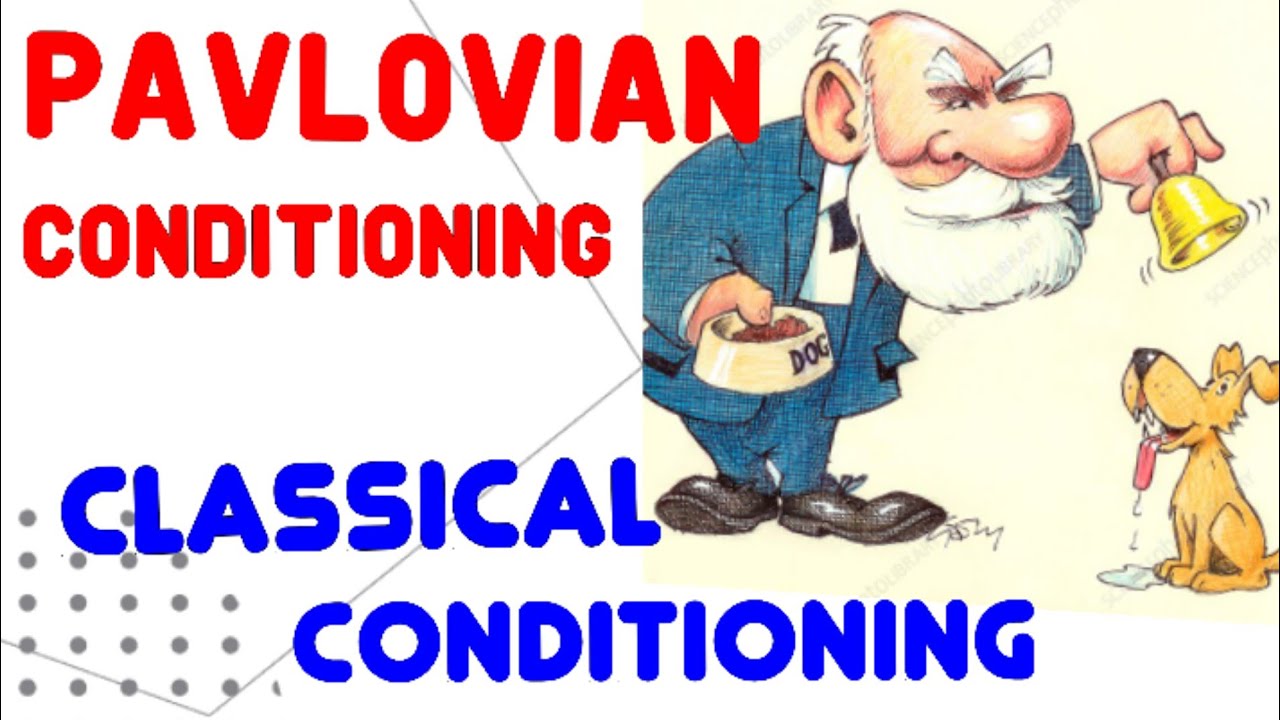 Pavlovian Conditioning [Classical Conditioning] Pavlov's Dog Study ...