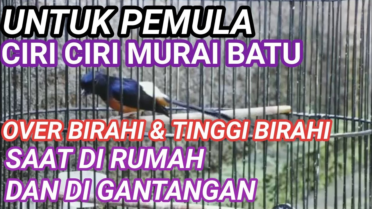 ciri ciri murai batu over birahi - YouTube
