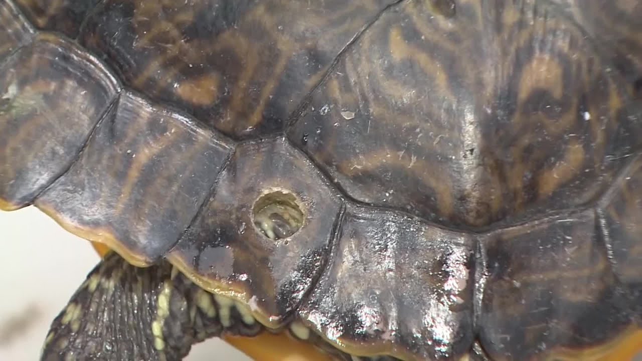 Turtles in recovery after being chained together - YouTube