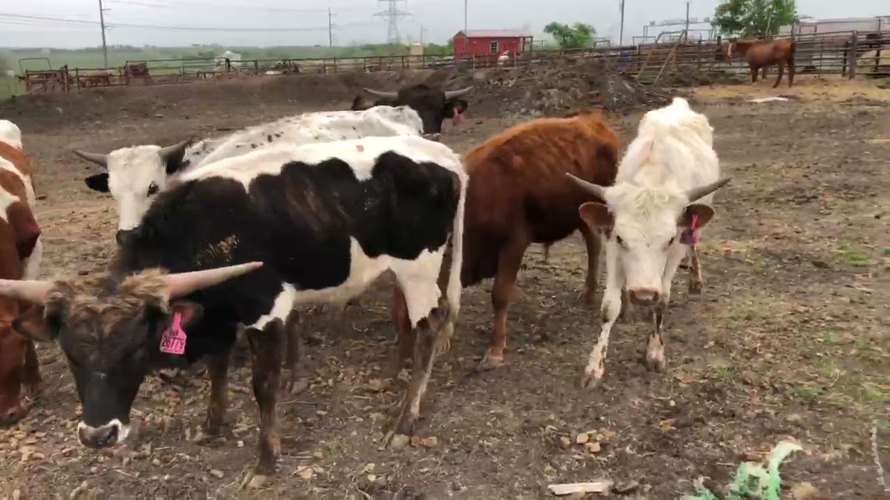 8 head of corriente and longhorn roping bulls and heifers, #04074 ...