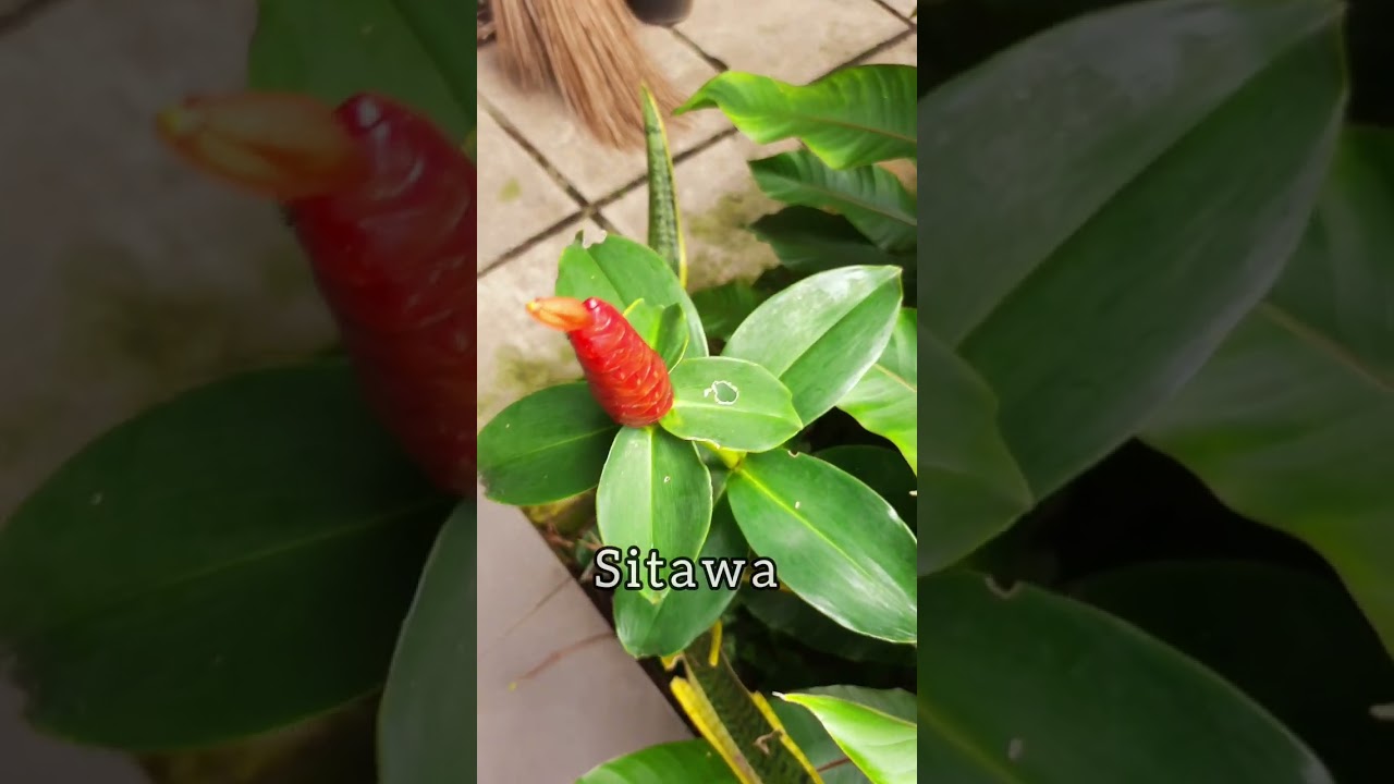 Manfaat Tumbuhan Pacing #shorts - YouTube