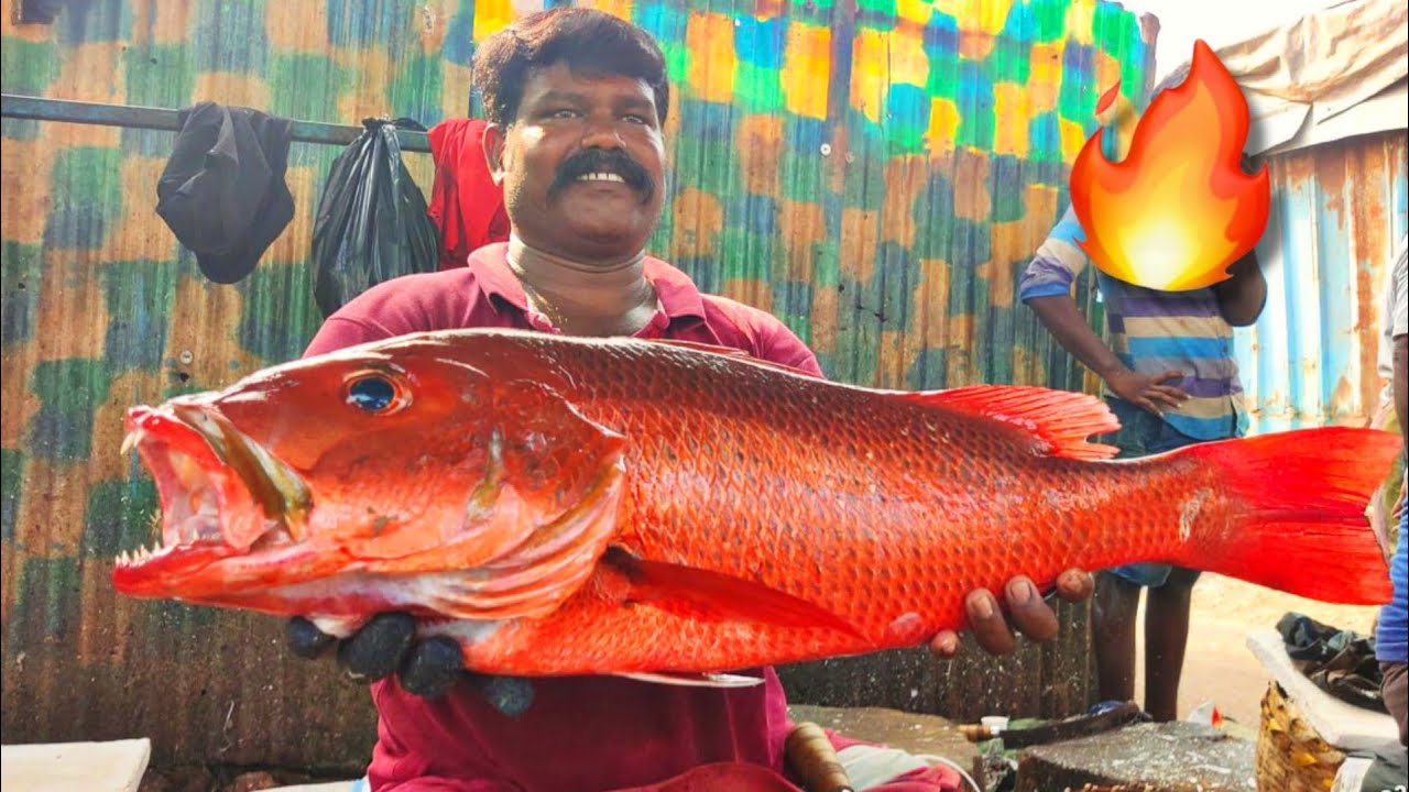 KASIMEDU 💥CHEETAH DURAI | MONSTER RED SNAPPER FISH CUTTING🐟 | FISH ...