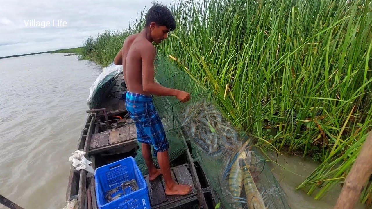 Wow !! Most Exciting Fish Catching in Big River Side|| Golda Chingri ...