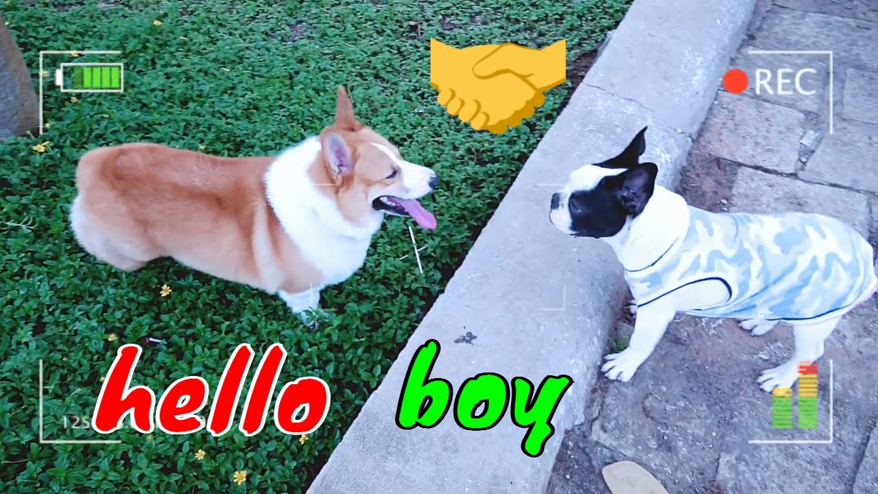 Handsome Corgi Playing With His Friends 5 - Cute Pet Dog Moment | Viral ...