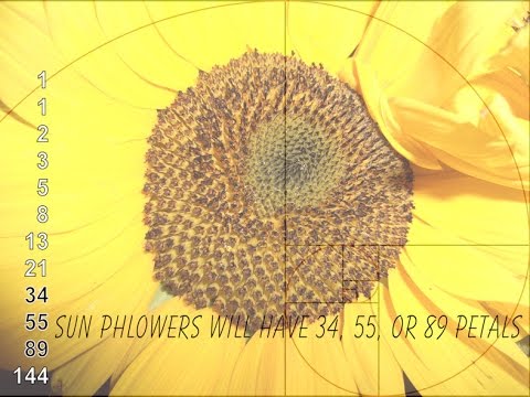 Sunflower & Phi - YouTube