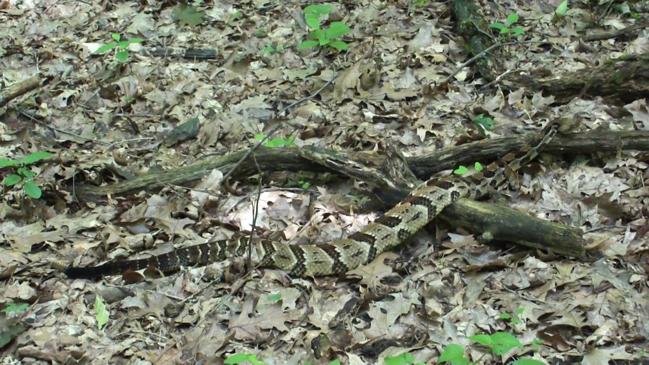 Eastern Timber Rattlesnake - 1 - YouTube