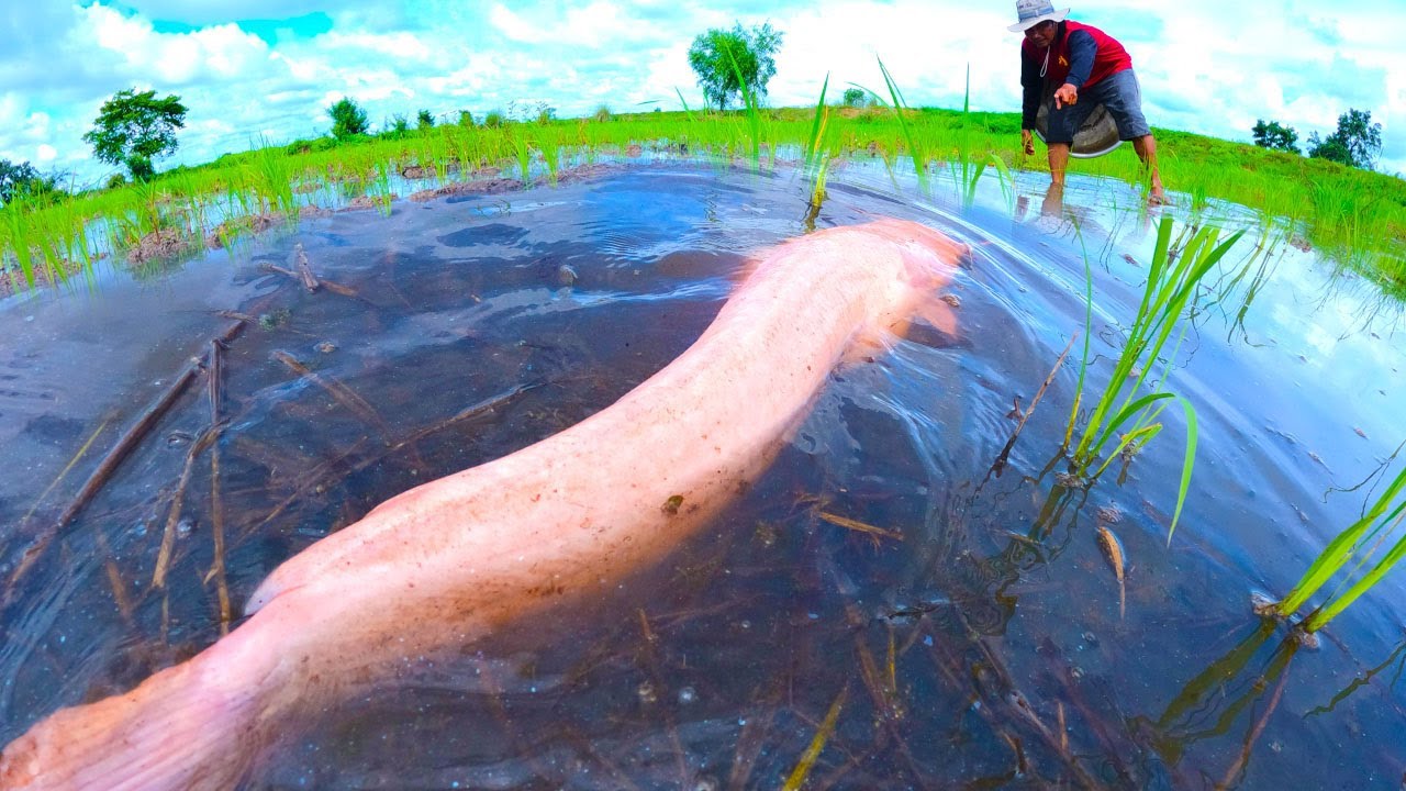 TOP FISHING, Unique Fishing, Fishing Skills, a smart man catch a lot of ...