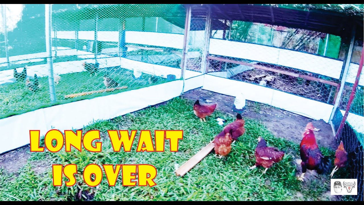 Range Area for Chicken Breeders Operational - BuFFalo Tv_030522 - YouTube