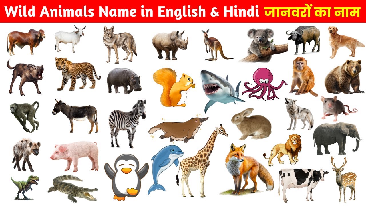 30+ Wild Animals name in English, Wild Animals, Wild Animal Name, Wild ...
