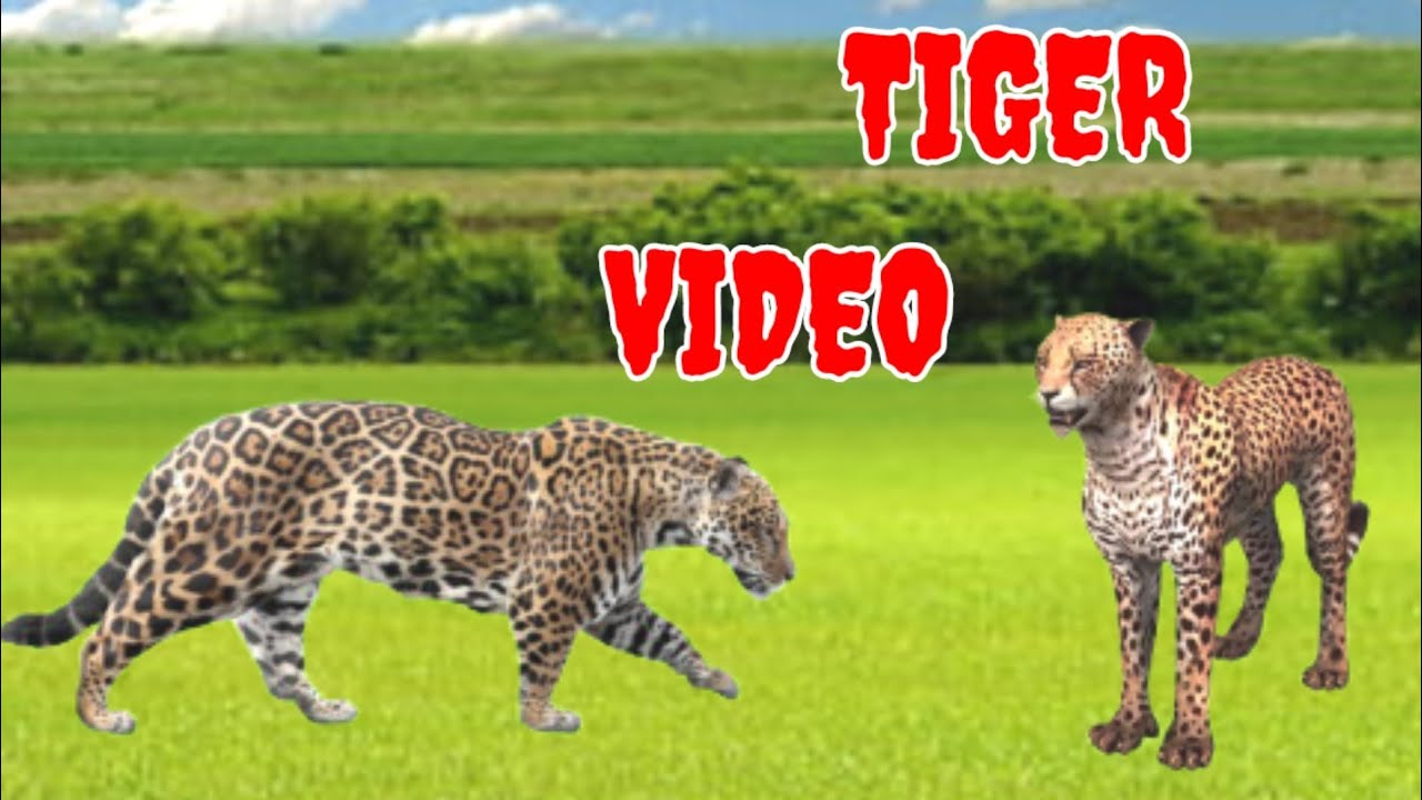 Wildlife animals tiger | wild animals | natura animals - Barak river ...