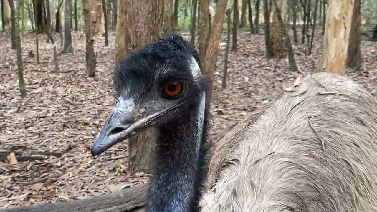 I found a Emu 🪶 - YouTube