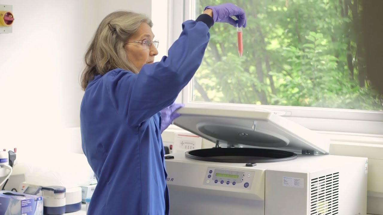 Laboratory-grown blood cells: transfusion of the future - YouTube