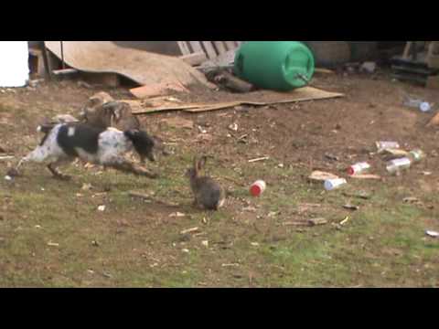 Conejo atacando perro de caza.mpg - YouTube