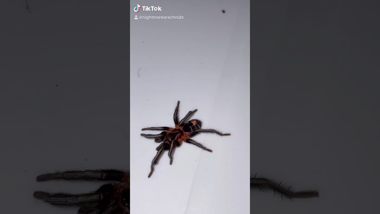 Trinidad Dwarf Tiger - YouTube