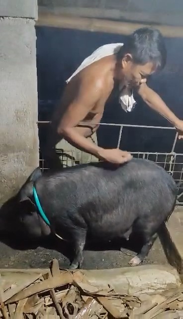Baboy damo/ native pig Ng mama ko nanganak na for the first time😍 - YouTube