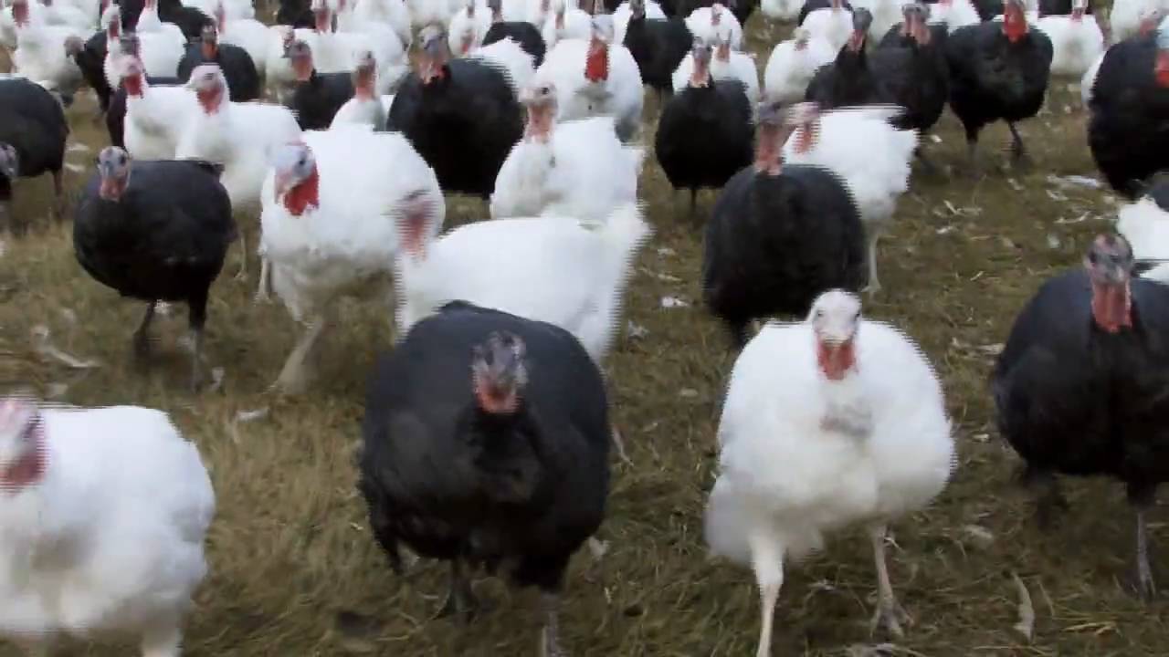 John Howe & His Free Range Turkeys - YouTube