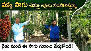 Areca Nut Farming In Telugu - Profitable Betel Nut Plantation Guide ffreedomapp