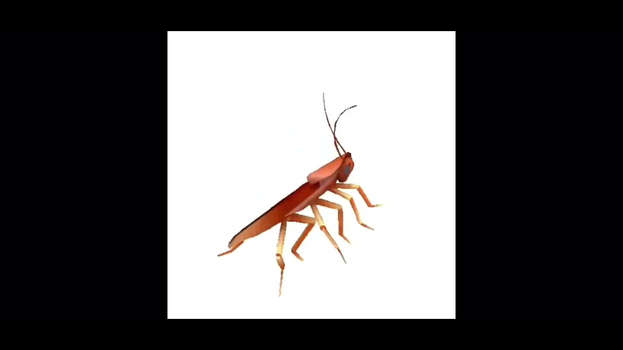 Cockroach spinning for 10 minutes straight - YouTube